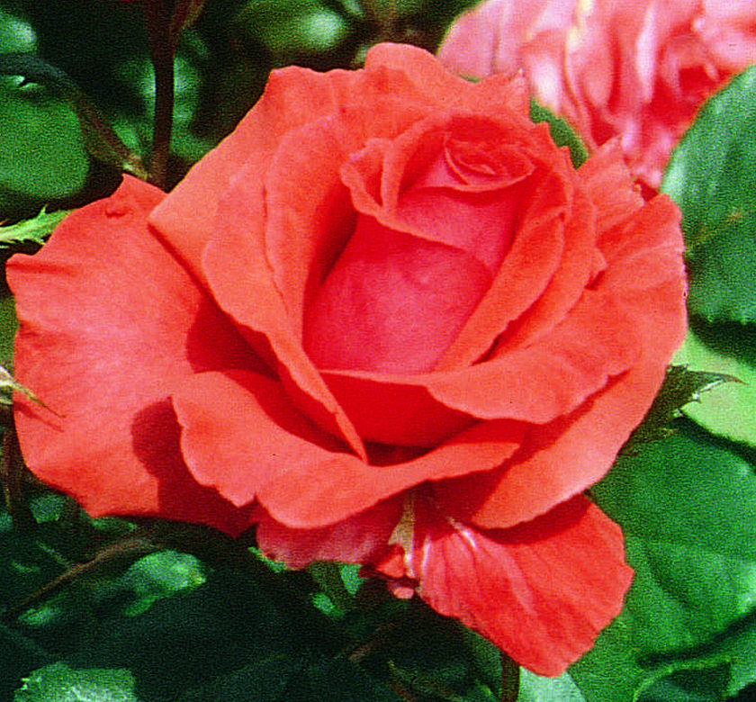 Fragrant Cloud Rose | Natorp's Online Plant Store